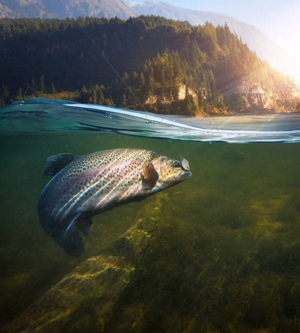 Postdoctoral Associate – Fisheries Acoustics | Cornell | Echoview